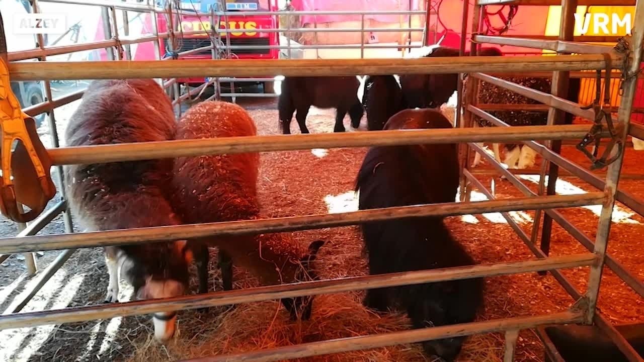 Circus Manuel Weisheit gastiert in Alzey - YouTube