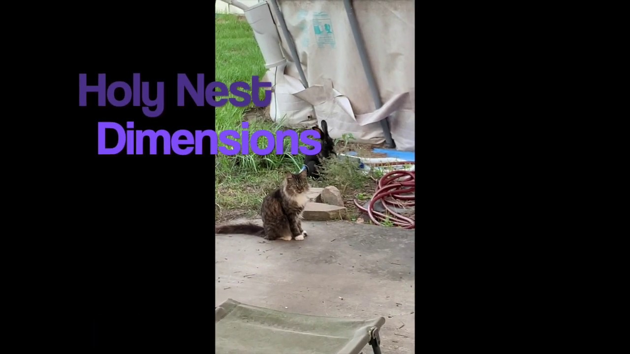 Holy Nest - YouTube