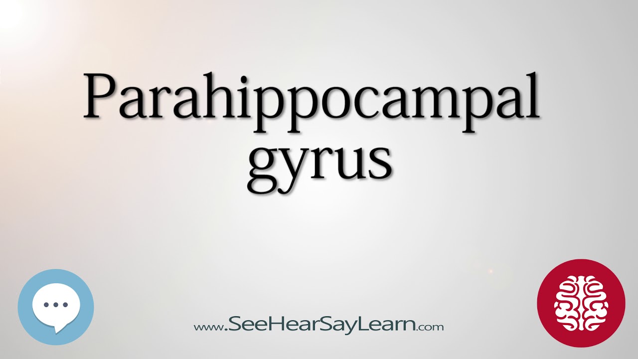 Parahippocampal gyrus Anatomy of the Brain SeeHearSayLearn 🔊 - YouTube