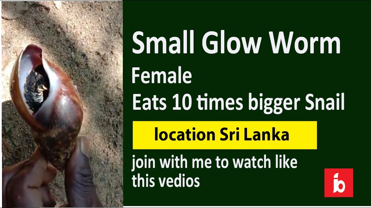 Glow worm eats 10 times bigger snail in 10 minutes | lovely animals ...