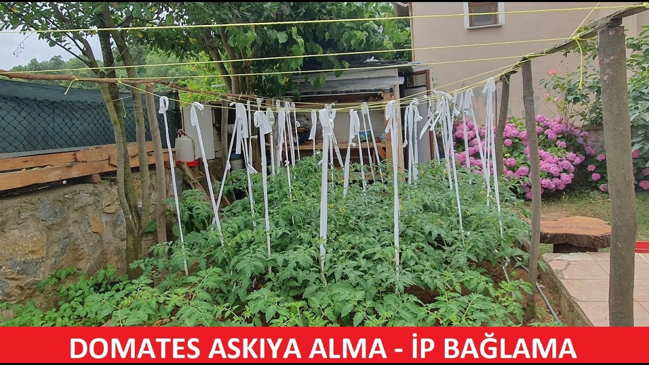 Domates Askıya Alma - İp Bağlama İşlemi | Hobi Bahçesi - YouTube