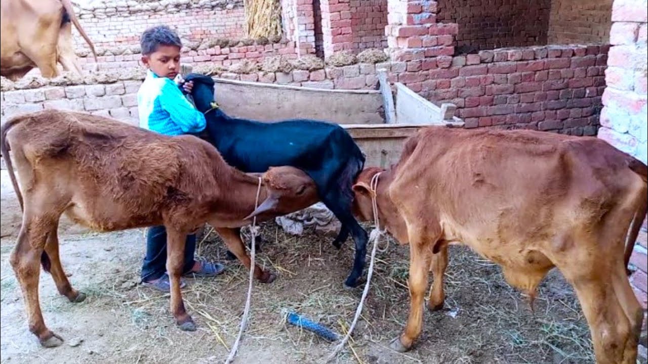 Goat milking | two calves are drinking goat milk 😋😋 - YouTube