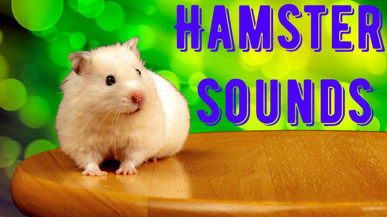 Hamster Sounds - YouTube