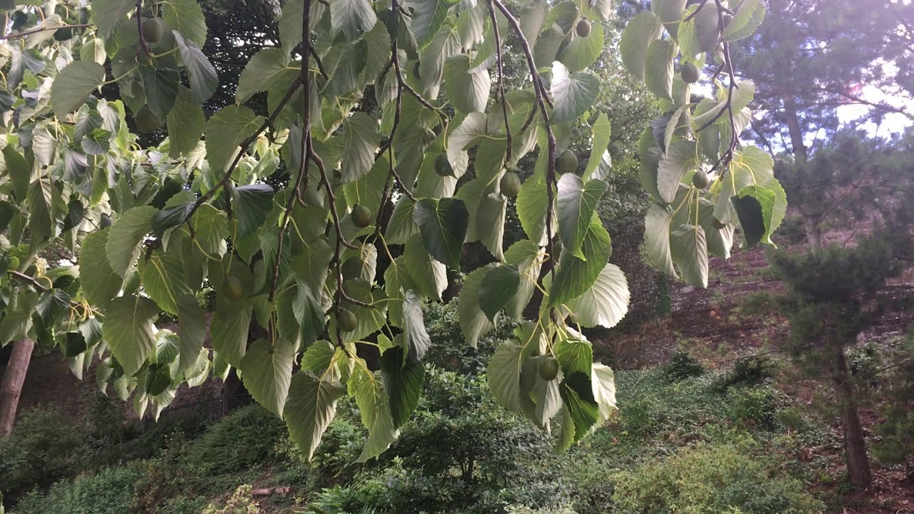 Handkerchief tree - leaves & fruit - August 2018 - YouTube