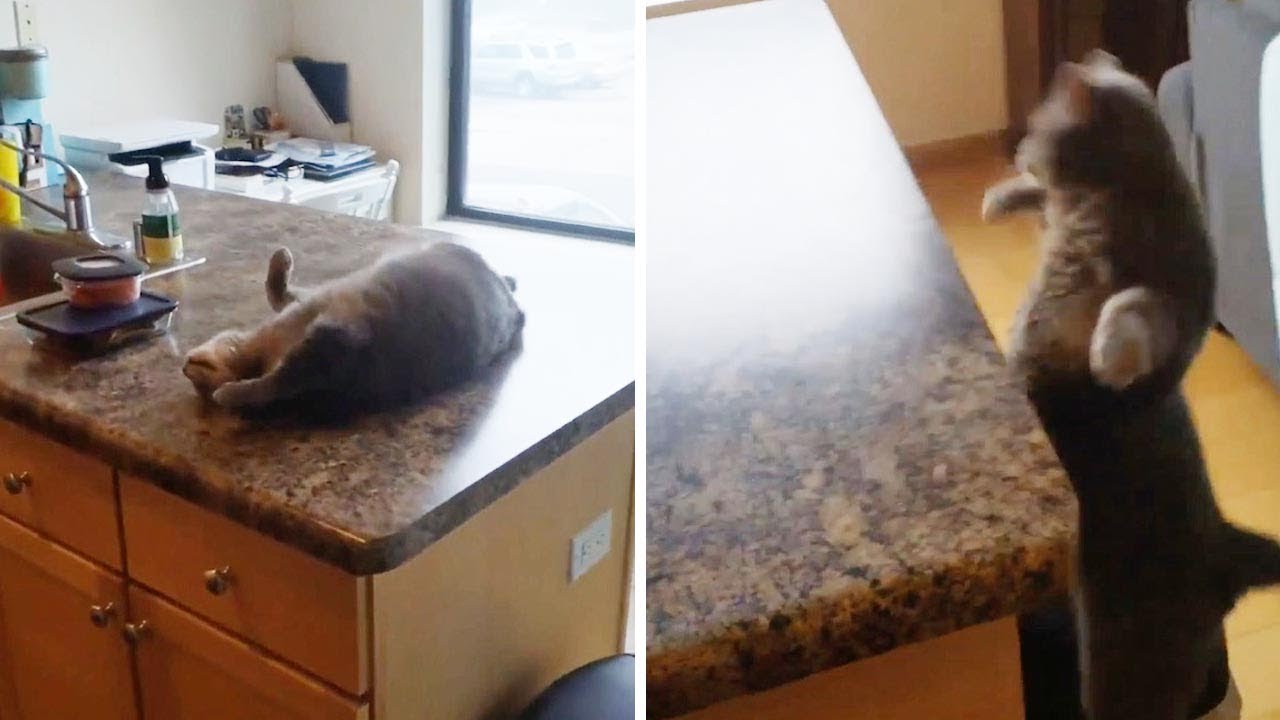 Clumsy Cat Falls Off Kitchen Counter - YouTube