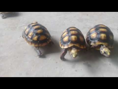 Filhotes de Jabuti agora com 3 anos de idade - YouTube