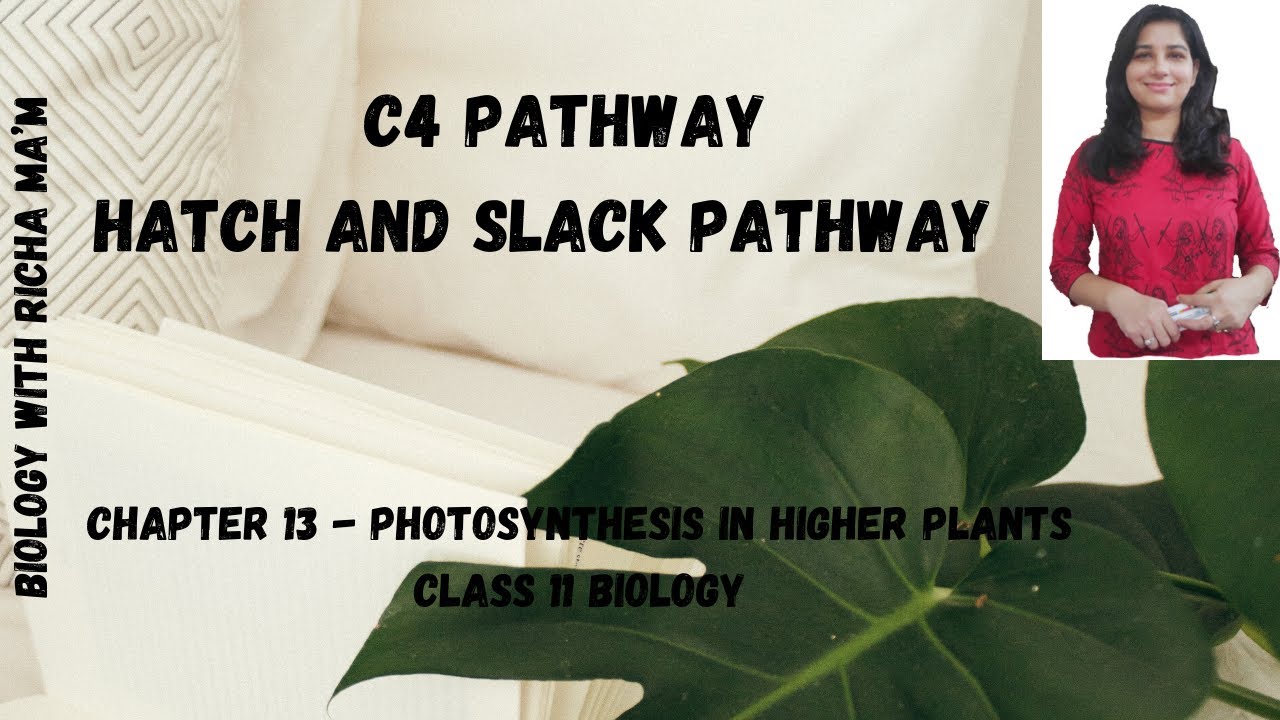 C4 PATHWAY | HATCH AND SLACK PATHWAY | KRANZ ANATOMY | ATP CALCULATION ...