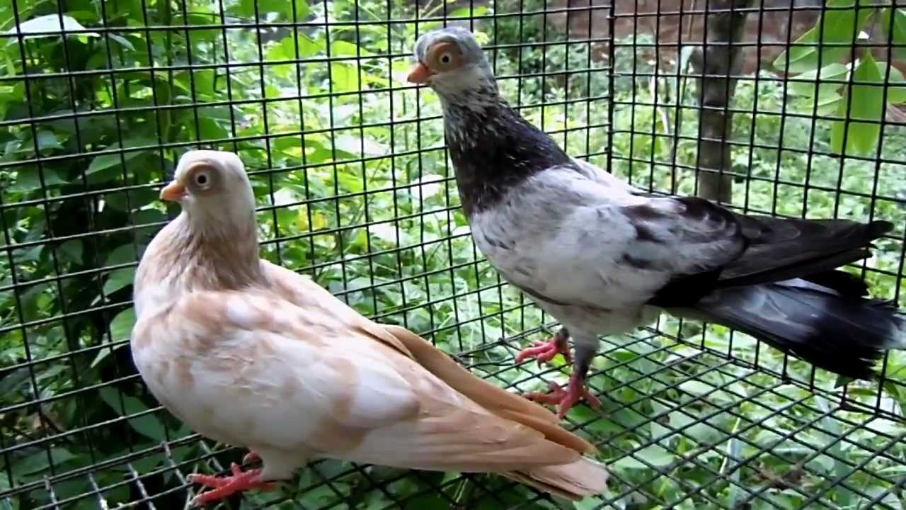 SHORT FACE TUMBLER PIGEONS.mov - YouTube