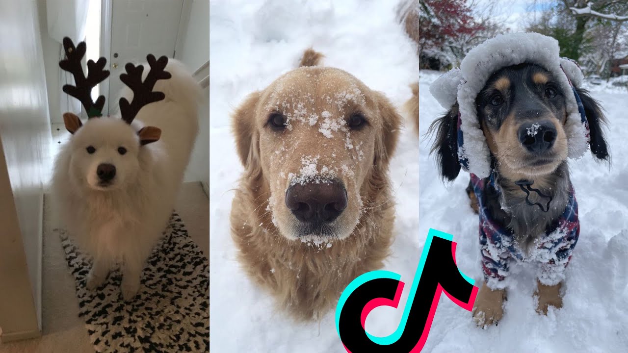 Funny Dog🥰, Cute dog😍. TikTok Compilation #11 - YouTube