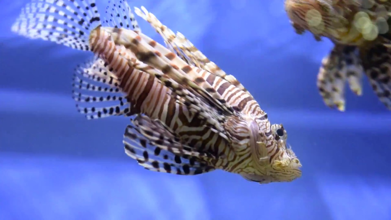 This place is beautiful - Moscow Aquarium (Moscow) - YouTube