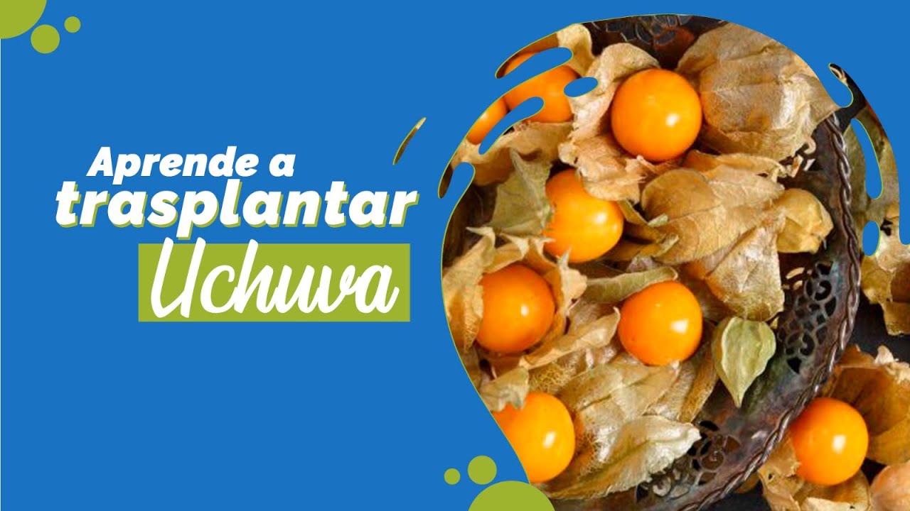 Aprende a trasplantar uchuva o uvilla 😲 - YouTube