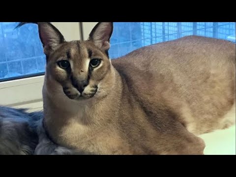 Playing raise a floppa on mobile - YouTube