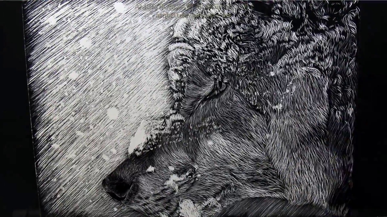 Wolf Scratchboard Drawing - YouTube