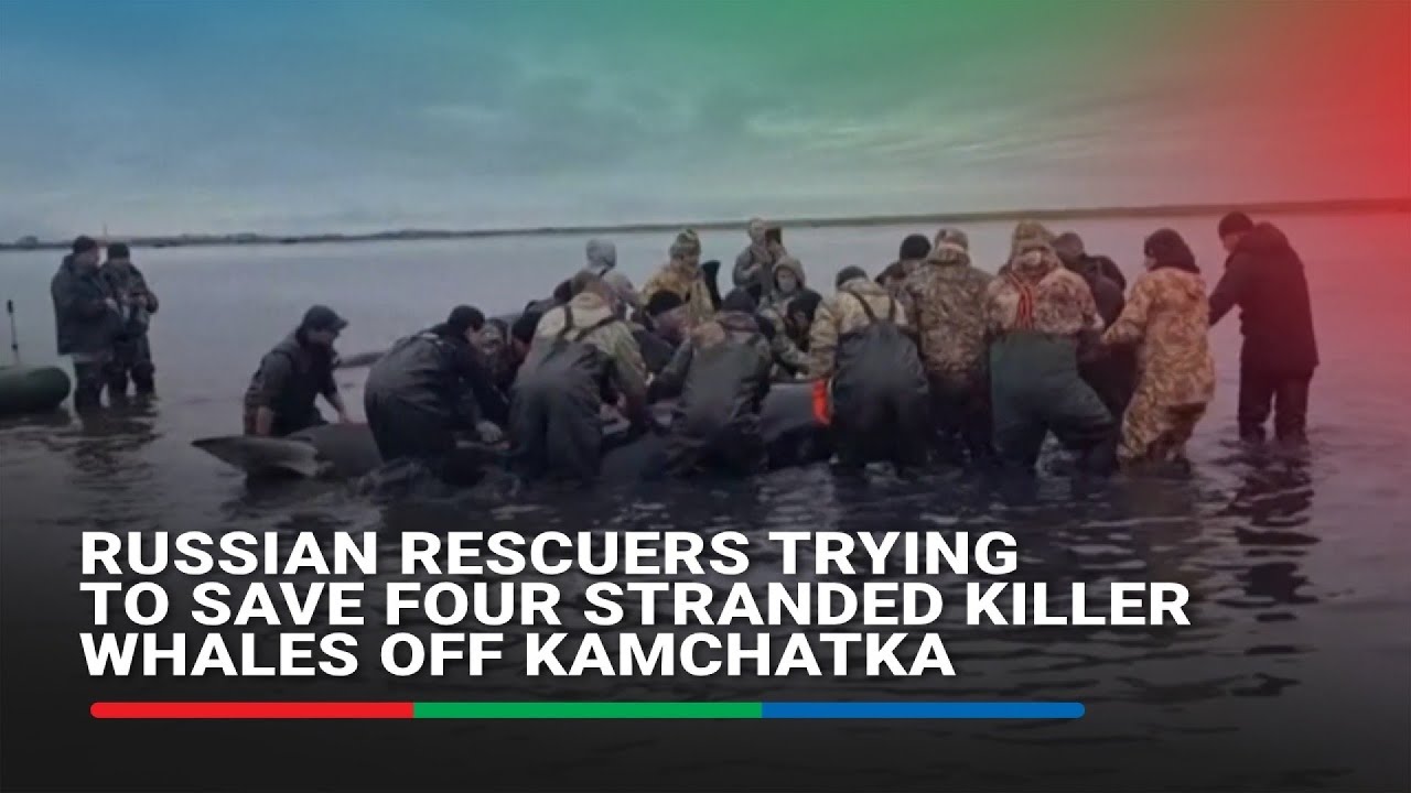 Russian rescuers trying to save four stranded killer whales off ...
