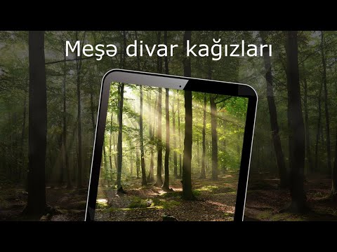 Meşə divar kağızları 4k