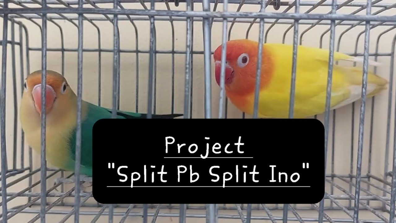 The Shocking Truth About Project SPLIT PB SPLIT INO - YouTube