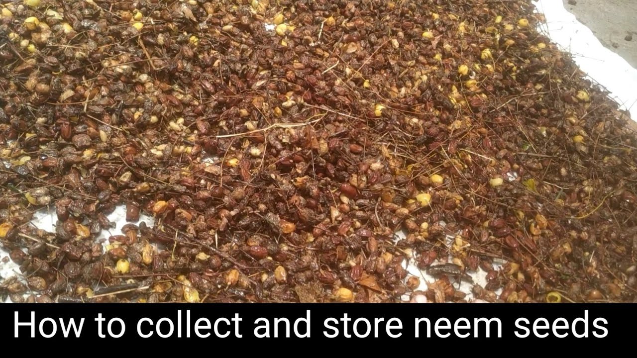 Neem seeds/collect, clean and use/how to store. - YouTube