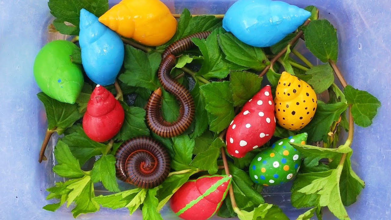 MENCARI SIPUT PELANGI 🌈, SIPUT WARNA WARNI, LUWING, KAKI SERIBU, SIPUT ...