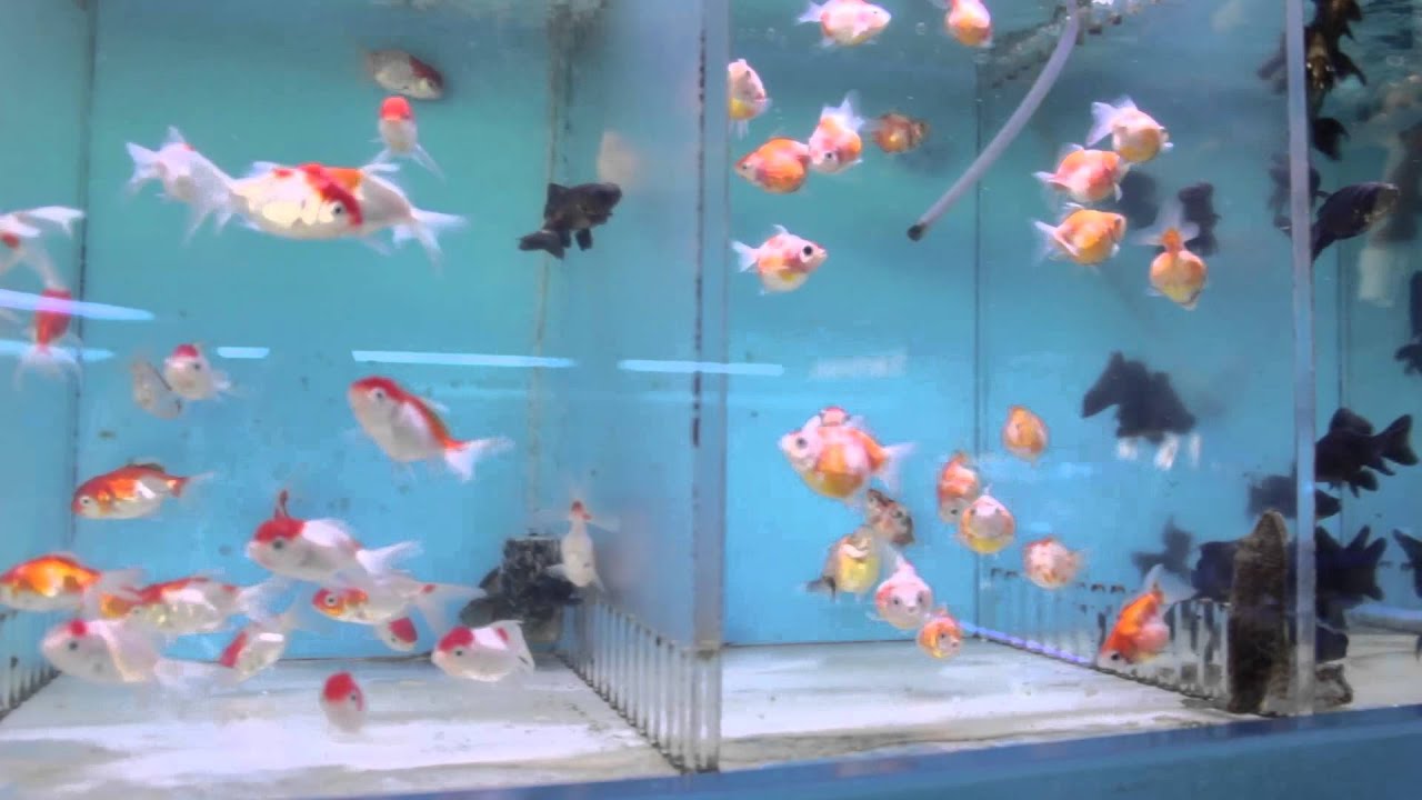 Rainbow Aquarium and Pond | Retail Store - YouTube