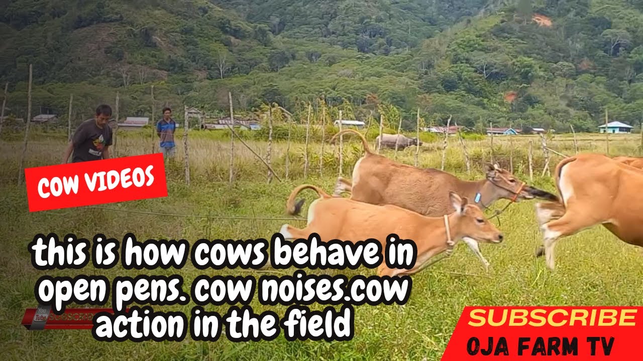 this is how cows behave in open pens. cow noises.cow action in the ...
