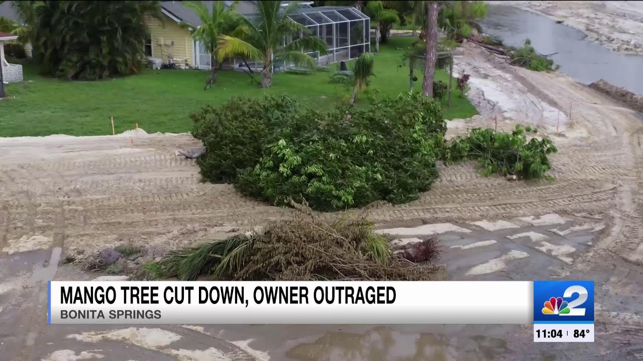Bonita Springs developer accidentally cuts down massive mango tree in ...