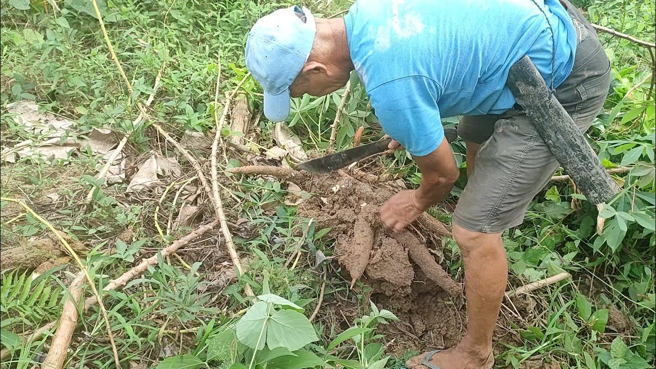 KUHA TAYO NG KAMOTENG KAHOY, SAGING AT IBA PA - YouTube