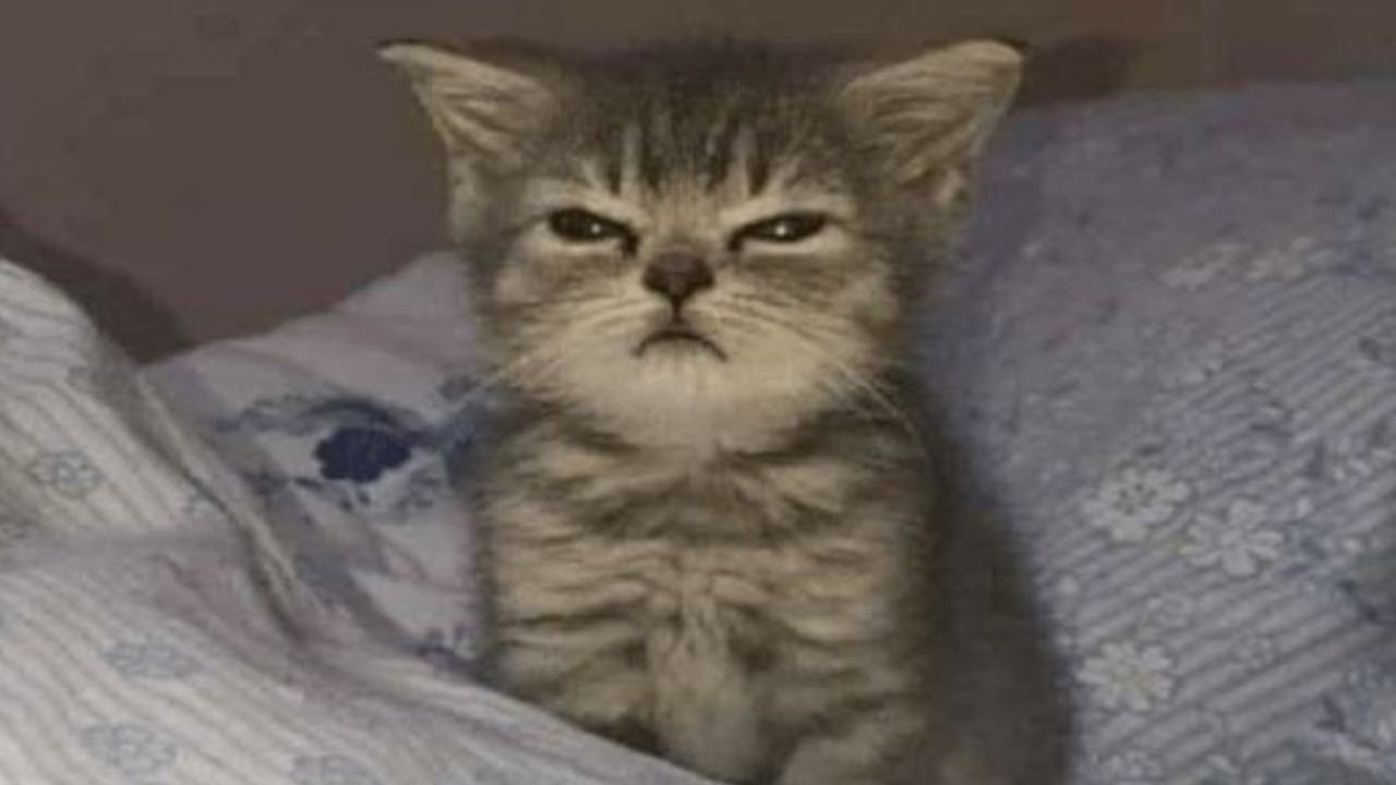 goofiest cats on earth - YouTube