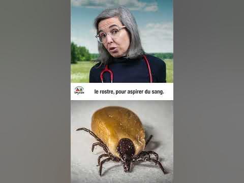 Pourquoi retirer les tiques ? - YouTube