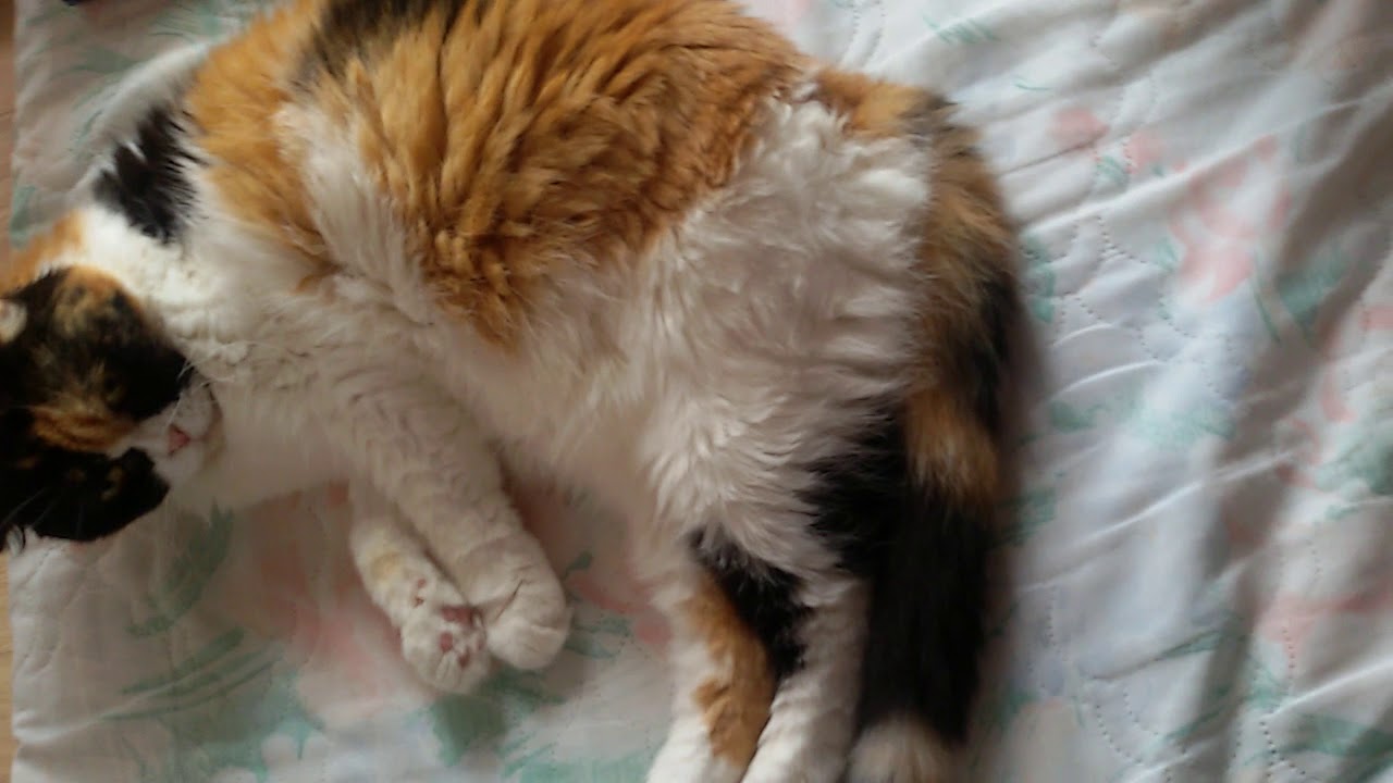 Cat's bonding - YouTube