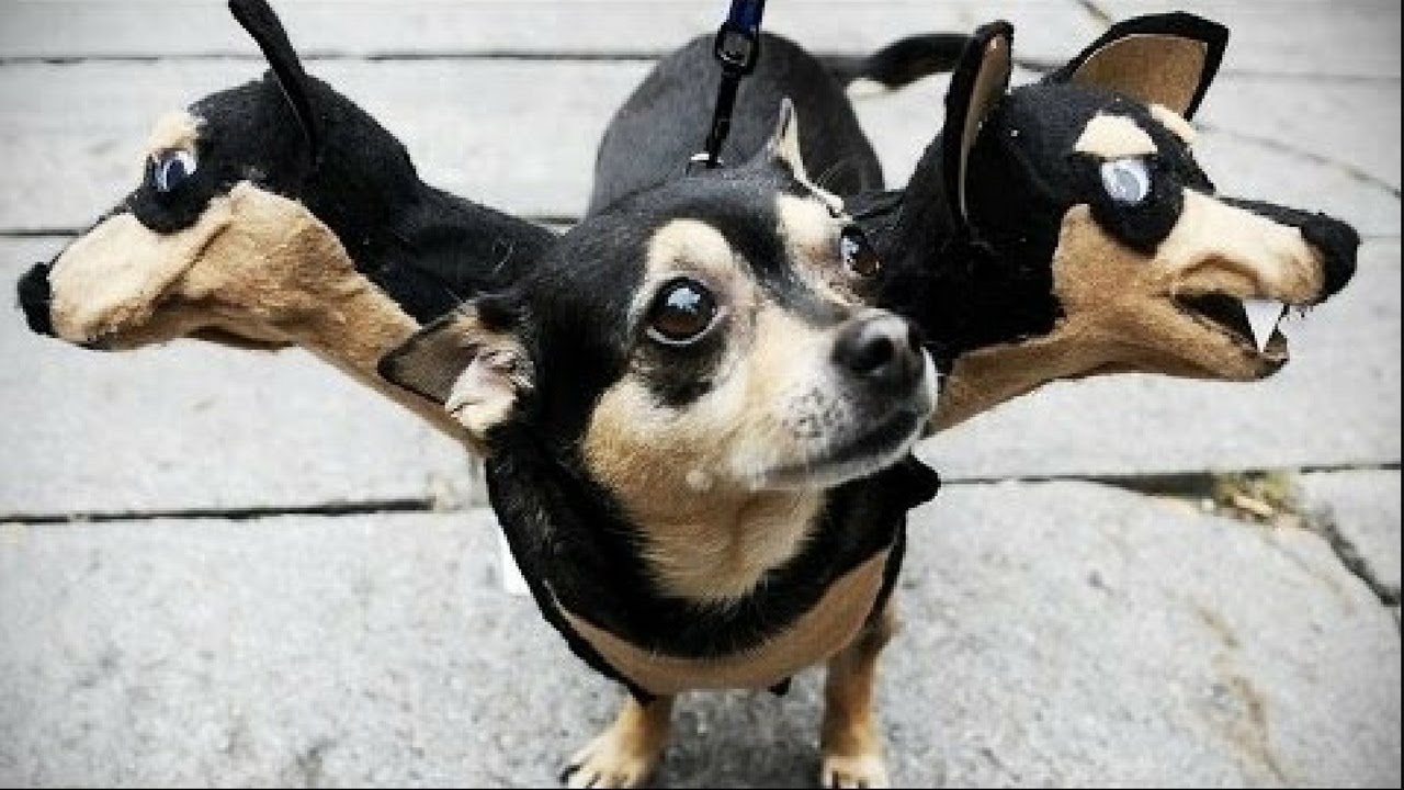 Funny Dogs Video Compilation 2017 - TRY NOT TO LAUGH - YouTube