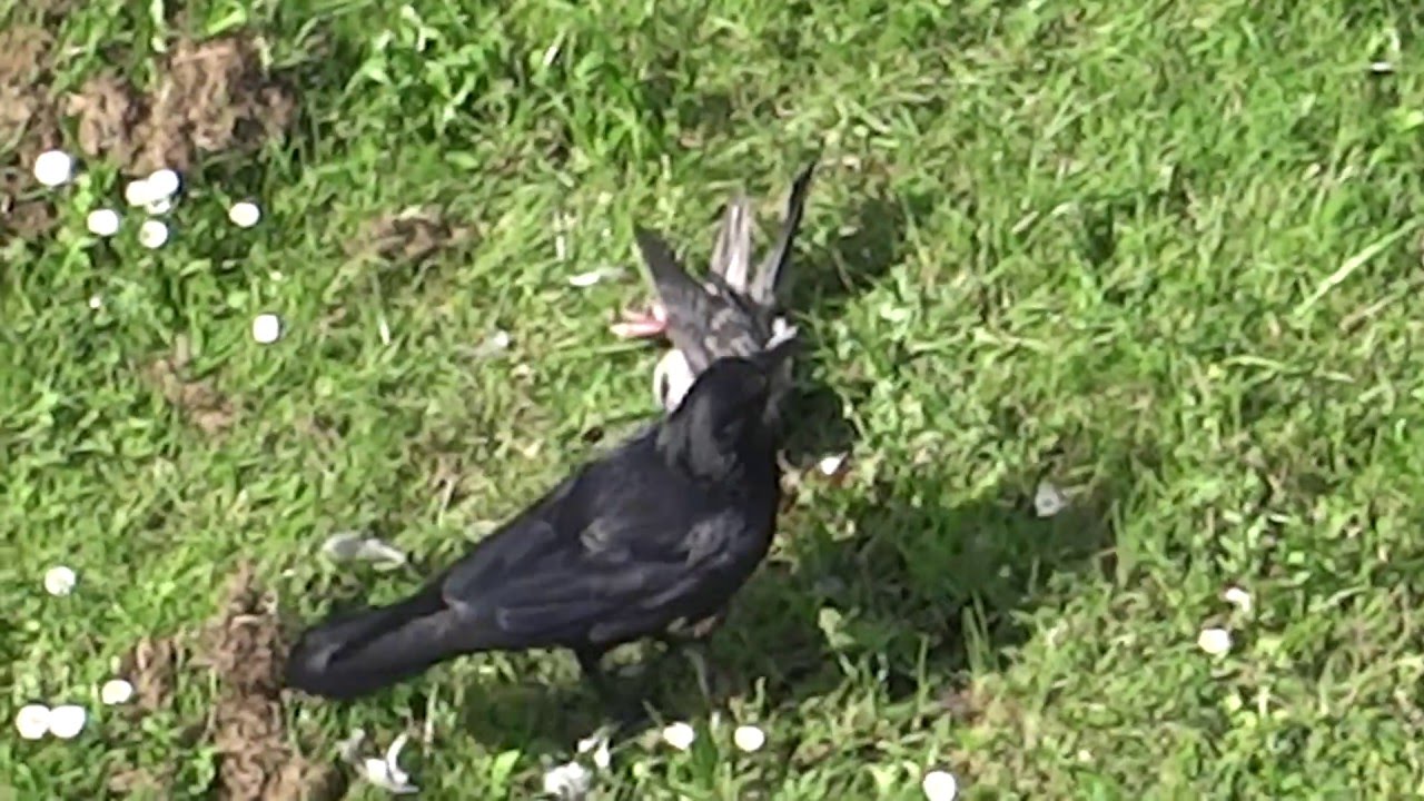 CROW KILLING AND EATING PIGEON! - YouTube