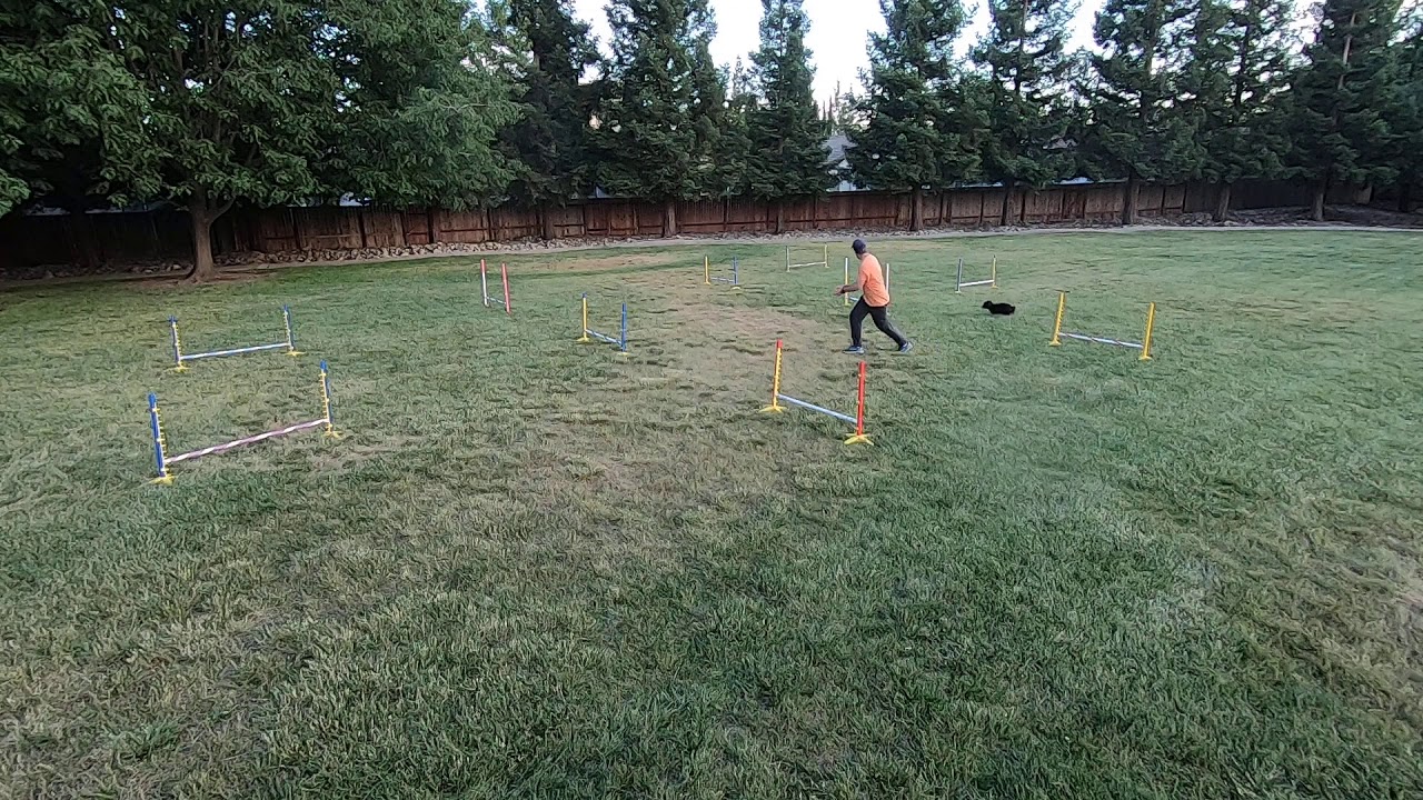 NADAC - Elite Jumpers - "VT Challenge" Course (Run #2) - YouTube