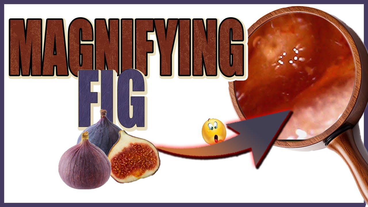 FIG Under Microscope!! - YouTube