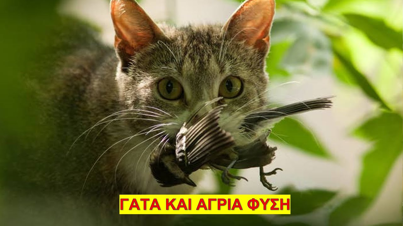 Γάτα και Άγρια φύση | ΕΛΛΗΝΙΚΗ ΕΡΠΕΤΟΠΑΝΙΔΑ #8 - YouTube