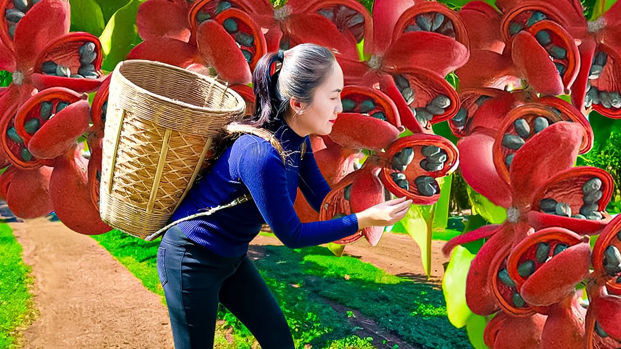 Harvesting Red MU TROM Fruit to Sell - Surviving In The Forest - Strange Fruit | Dương ...