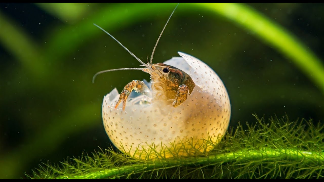 hatching baby crayfish #how to raise baby crayfish - YouTube