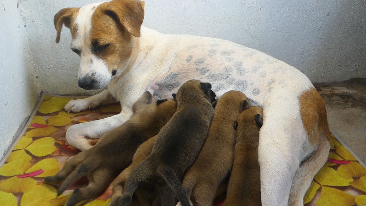 Now my puppies are 15 days old - LoLo is so tired because her children ...