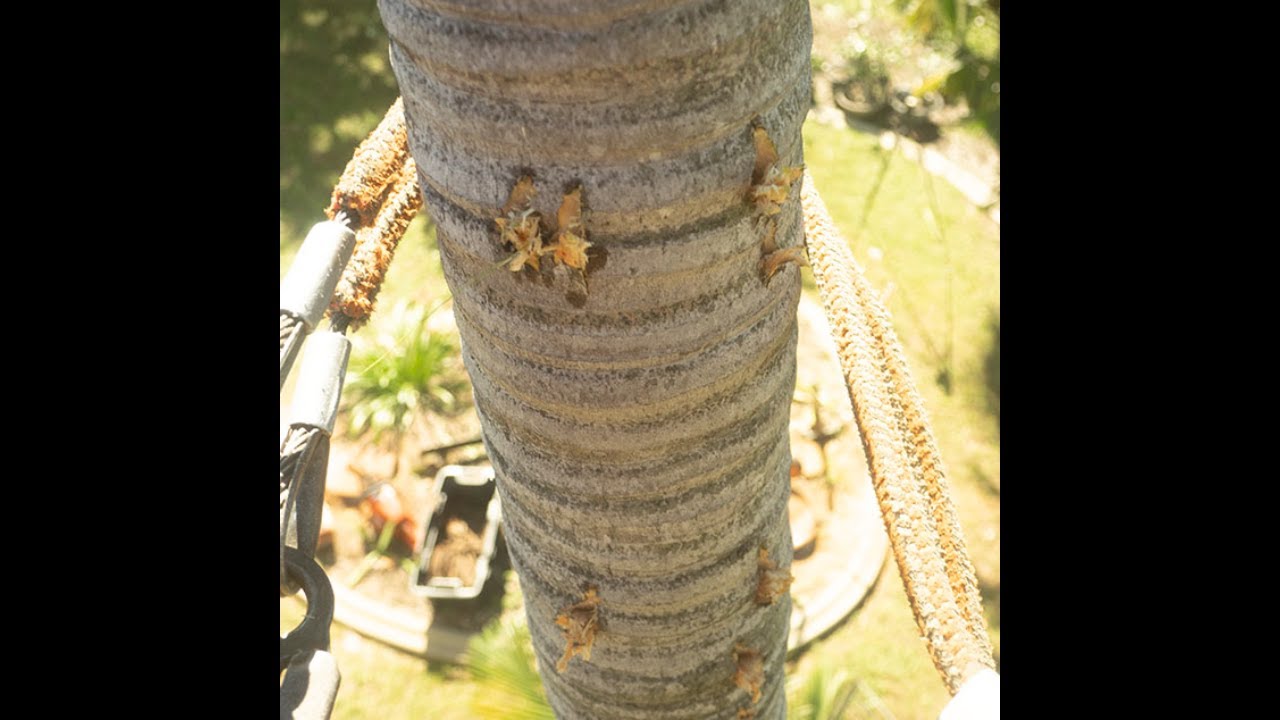 The palm climber - YouTube