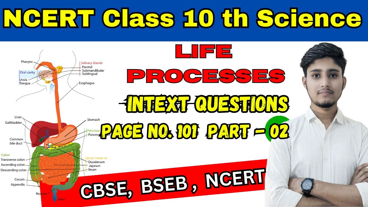 Life processes intext questions | intext questions page no. 101| class ...