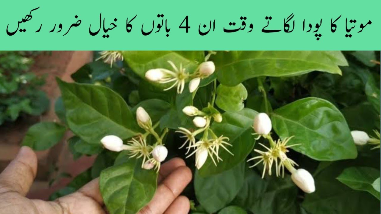 #How to grow Motiya at home/#Motiya plant care/ کیسے موتیا کے پودے سے ...