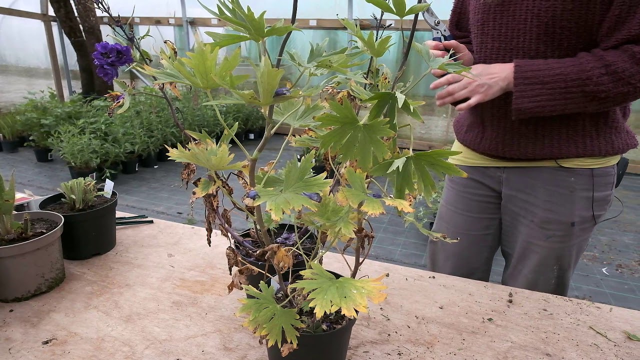 Delphiniums - cutting back in June - YouTube