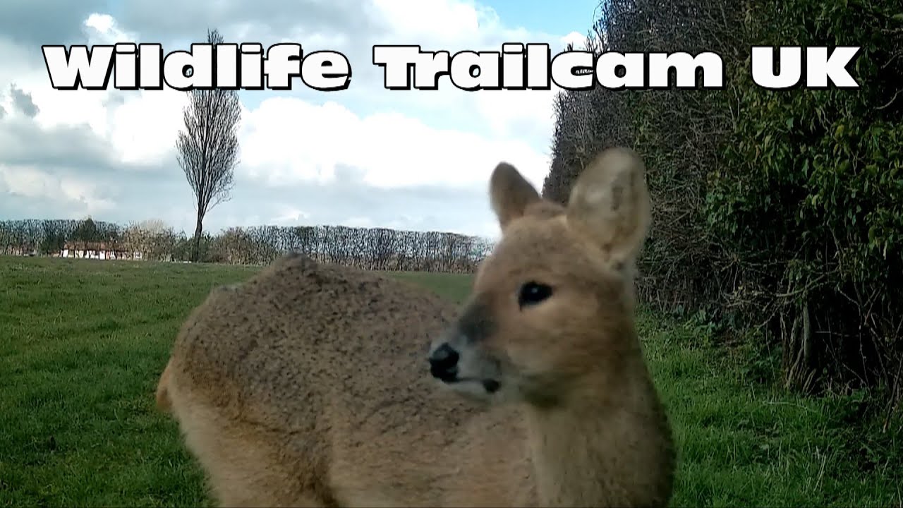 Lots of springtime rabbit footage! Trail camera Thursday - YouTube