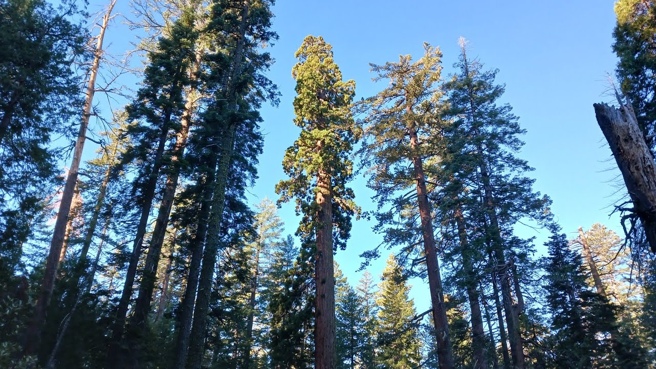 Placer County Big Trees Grove, 10/17/25 - YouTube