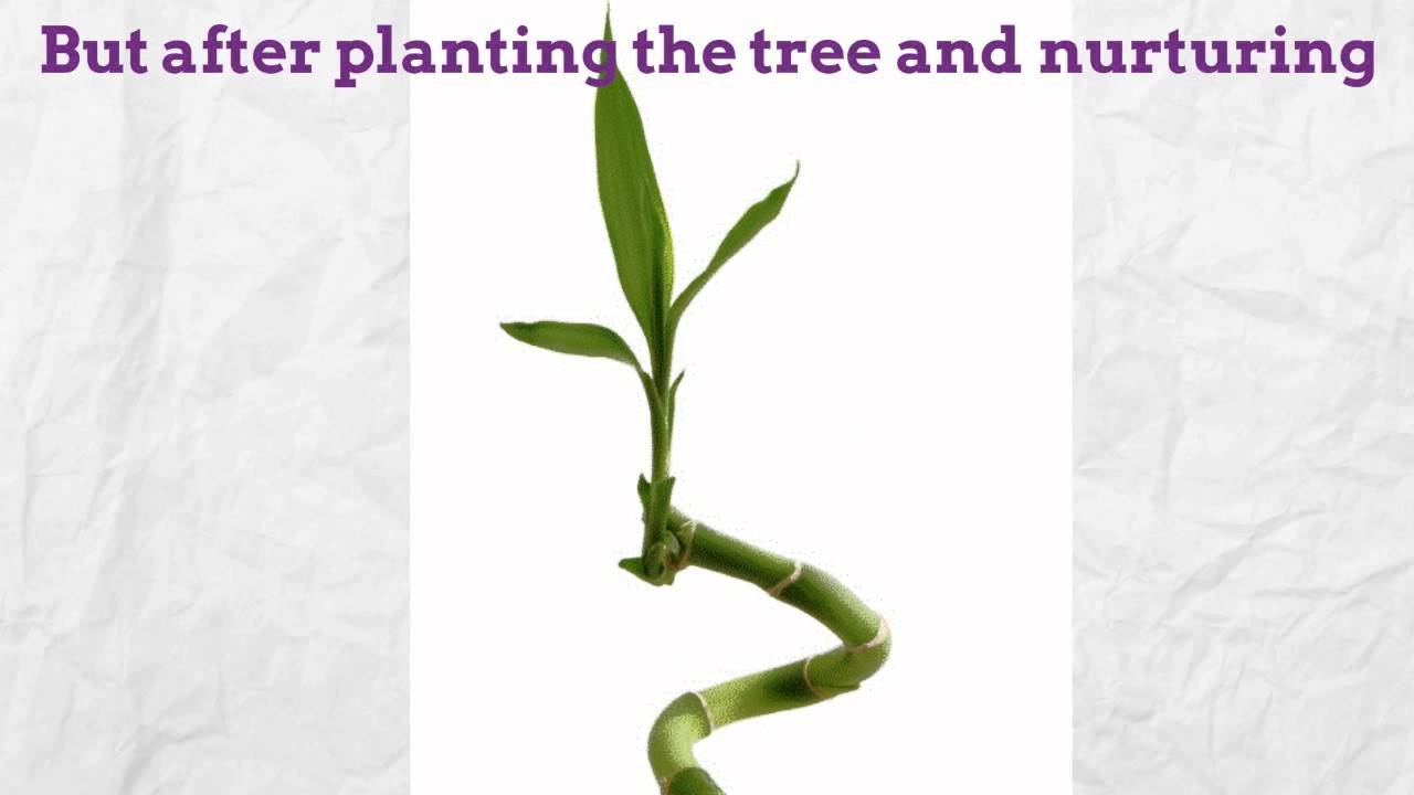 Lesson from the Chinese Bamboo Tree - YouTube