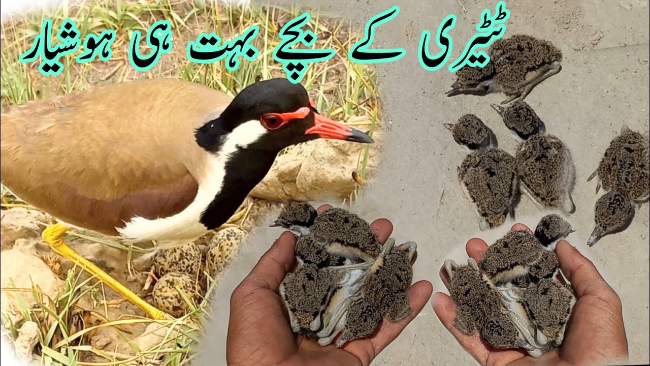 jangle tatire ky baby free hachining zahid parrot - YouTube
