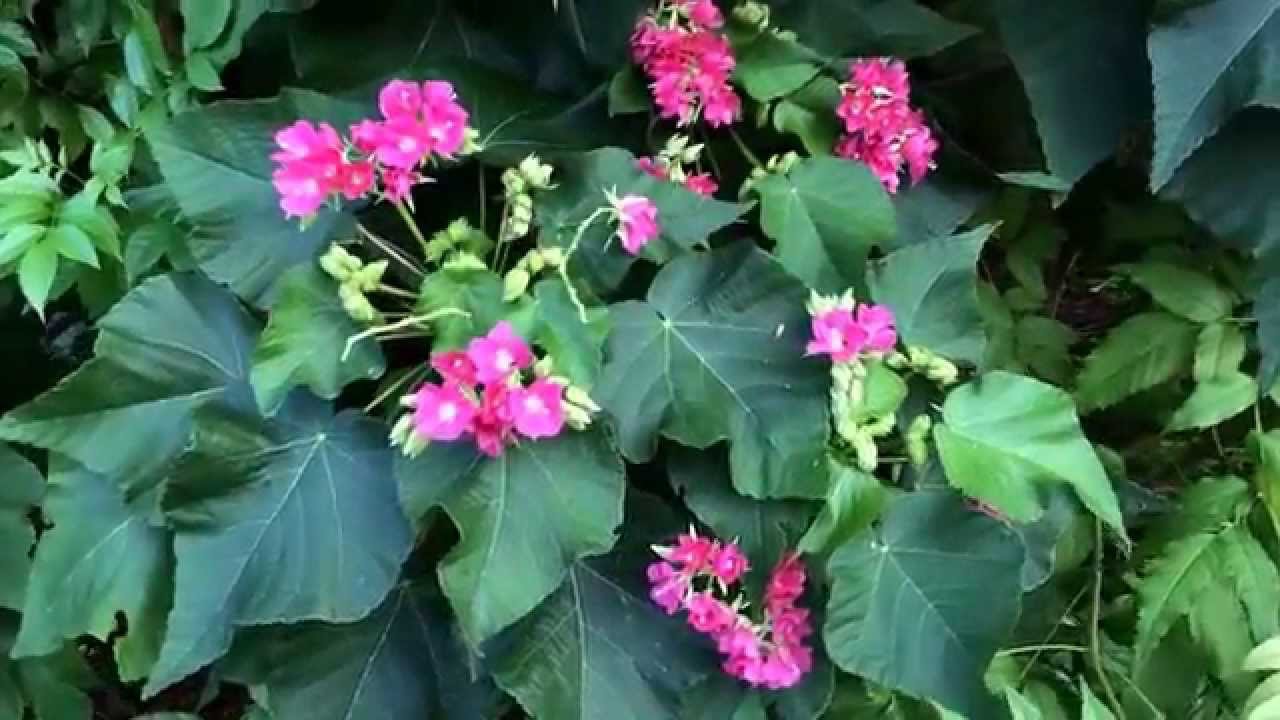 The Flat-lollipop Wrapping Machines Buying Guide, 51% OFF