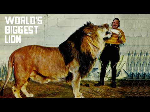 The Fascinating World Of The Largest Lion - Animals Around The Globe