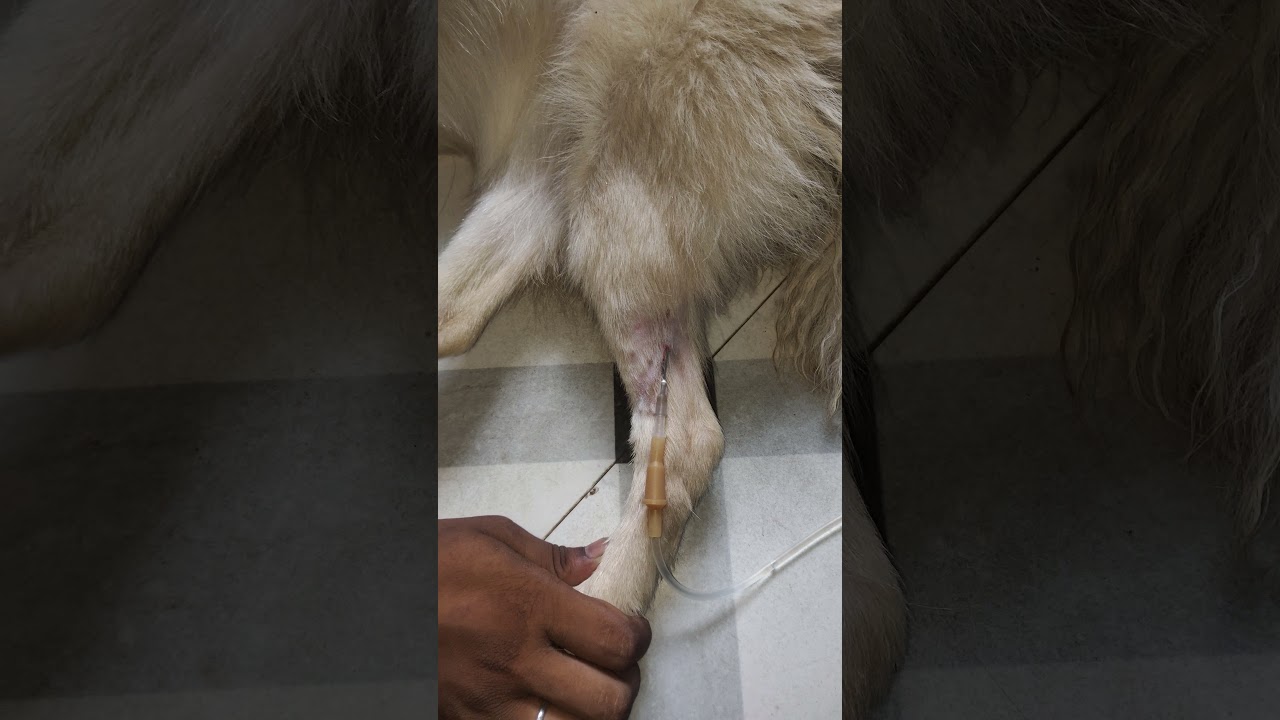 How to place an Intravenous IV Catheter canine IV Catheter placement ...