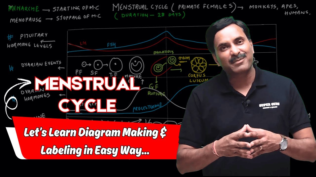 Menstrual Cycle | Making & Labeling in Easy Way #biology #neetbiology ...