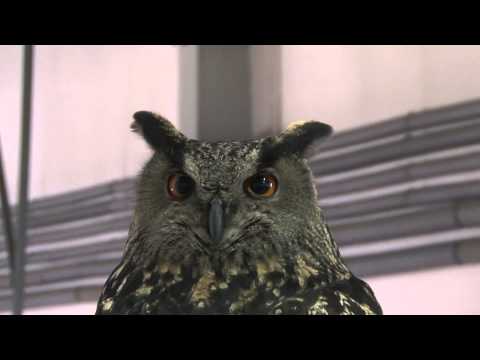 Puchacz w straży pożarnej